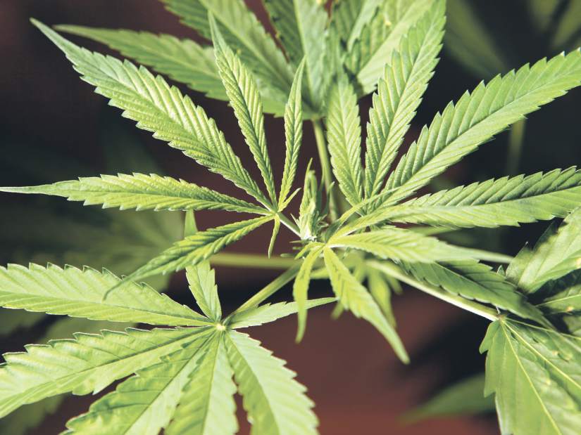 Nelson Hardiman Healthcare Lawyers Legalized Cannabis Does Not Mean